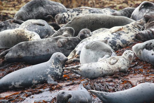 "Foca Grigia" Images – Browse 4 Stock Photos, Vectors, and Video ...