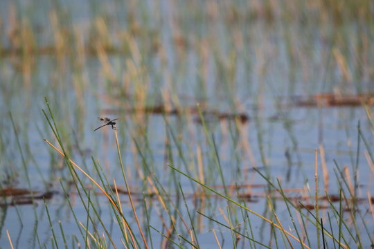 Sawgrass Images – Browse 2,329 Stock Photos, Vectors, and Video | Adobe ...