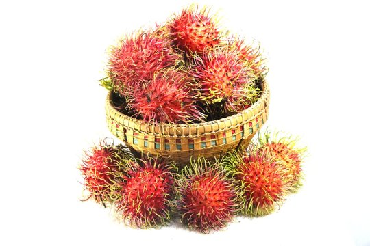 Rumbutan Images – Browse 31 Stock Photos, Vectors, and Video | Adobe Stock