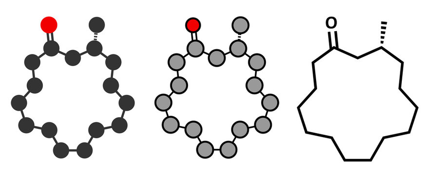 Muscon bilder – Bläddra bland 15 stockfoton, vektorer och videor ...