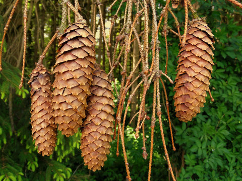 รูปภาพFichten – เลือกดูภาพถ่ายสต็อก เวกเตอร์ และวิดีโอ9,680 | Adobe Stock