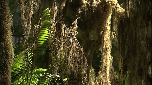 Moss Hanging Images – Browse 7,394 Stock Photos, Vectors, and Video ...