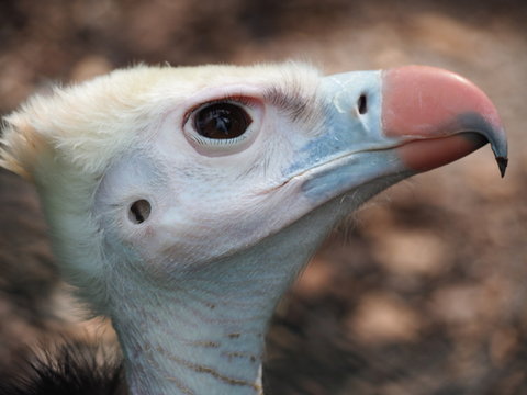 Obrázky Aasgeier – procházejte fotografie, vektory a videa 264 | Adobe ...