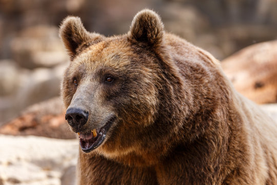 「Oso」の画像 - 9,041 件の Stock 写真、ベクターおよびビデオ | Adobe Stock