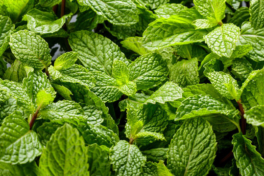 Mentol Bilder – Durchsuchen 589 Archivfotos, Vektorgrafiken und Videos ...