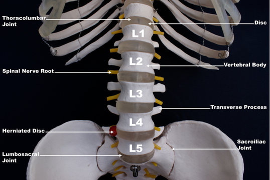 Labeled Spinal Cord Model