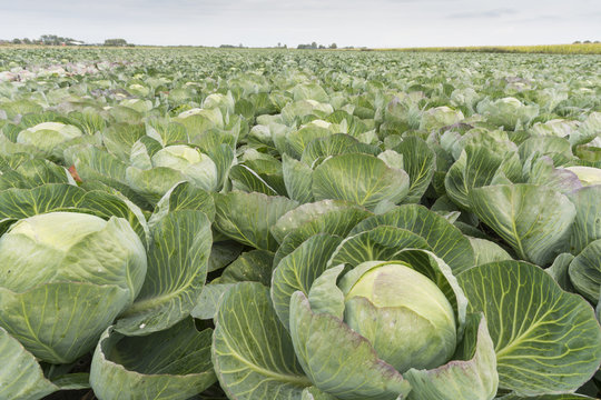 Plantaardig Images – Browse 4 Stock Photos, Vectors, and Video | Adobe ...