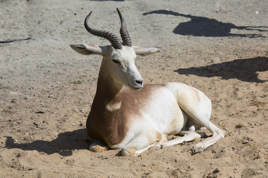 รูปภาพAddra – เลือกดูภาพถ่ายสต็อก เวกเตอร์ และวิดีโอ844 | Adobe Stock