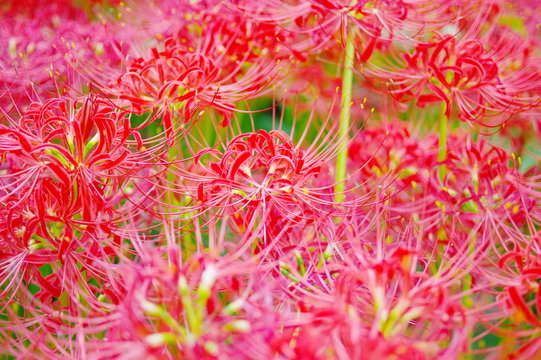 Lycorin Bilder – Durchsuchen 275 Archivfotos, Vektorgrafiken und Videos ...