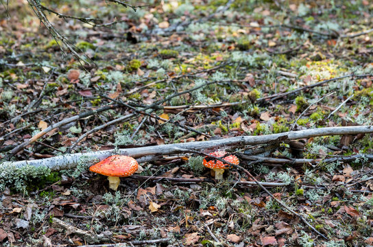 Szkodliwy Images – Browse 47 Stock Photos, Vectors, and Video | Adobe Stock