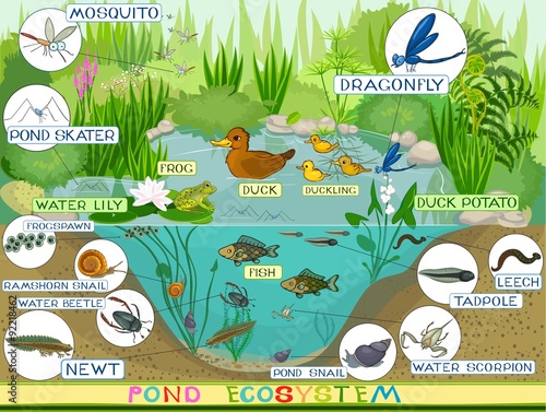 "ecosystem of pond" Stock image and royalty-free vector files on ...