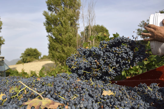 รูปภาพPampino – เลือกดูภาพถ่ายสต็อก เวกเตอร์ และวิดีโอ107 | Adobe Stock