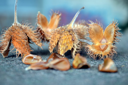 Bucheckern Bilder – Durchsuchen 1,575 Archivfotos, Vektorgrafiken und ...