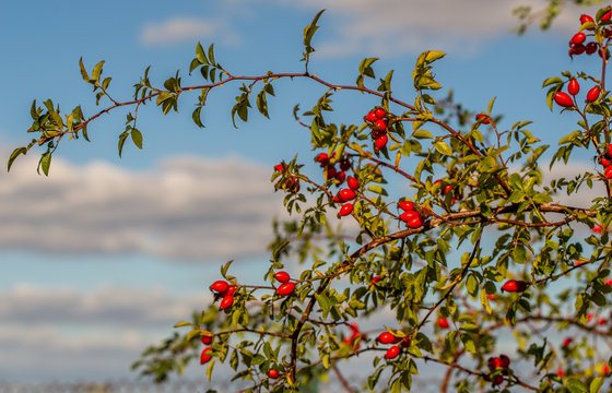 รูปภาพHiffen – เลือกดูภาพถ่ายสต็อก เวกเตอร์ และวิดีโอ326 | Adobe Stock