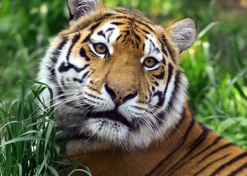 List Of Carnivorous Animals