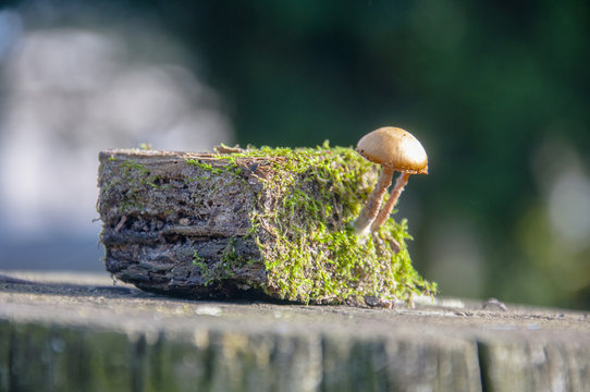 Saprofit Images – Browse 68 Stock Photos, Vectors, and Video | Adobe Stock