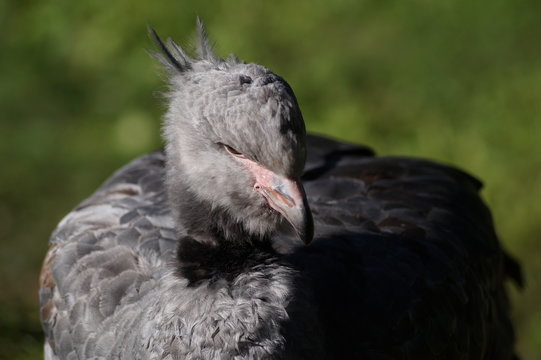 Aasgeier Billeder – Gennemse 264 stockfotos, vektorer og videoer ...