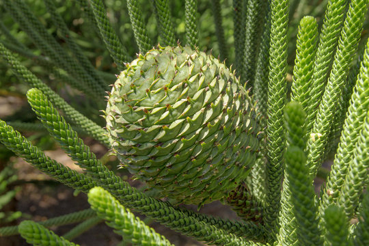 Imágenes de "Triangle Tree": descubre bancos de fotos, ilustraciones ...