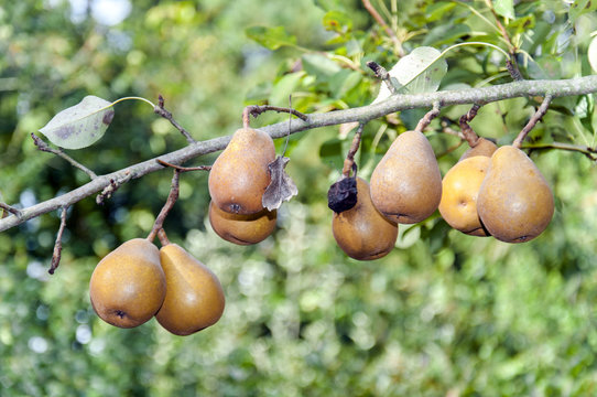 รูปภาพGrusza – เลือกดูภาพถ่ายสต็อก เวกเตอร์ และวิดีโอ739 | Adobe Stock