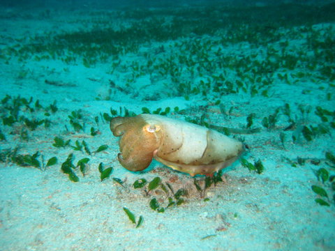 Sepien bilder – Bläddra bland 217 stockfoton, vektorer och videor ...