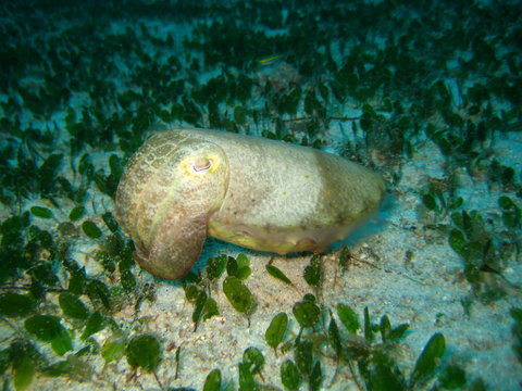 Sepien bilder – Bläddra bland 217 stockfoton, vektorer och videor ...