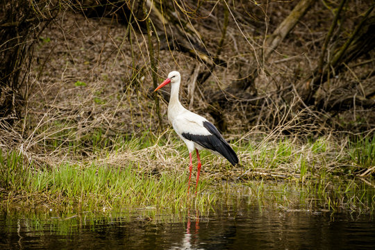 Obrazy (Bocian) — zdjęcia, wektory i wideo bez tantiem (2,112) | Adobe ...