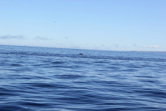 รูปภาพMinkwal – เลือกดูภาพถ่ายสต็อก เวกเตอร์ และวิดีโอ13 | Adobe Stock