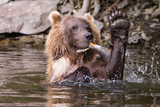 「Winkender」の写真素材 | 121件の無料イラスト画像 | Adobe Stock