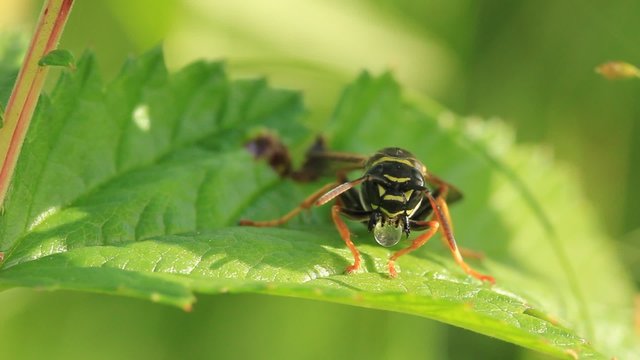 Dasselfliege Bilder – Durchsuchen 580 Archivfotos, Vektorgrafiken und ...