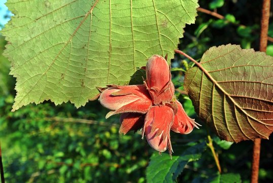 Haselnussblatt Bilder – Durchsuchen 1,260 Archivfotos, Vektorgrafiken ...