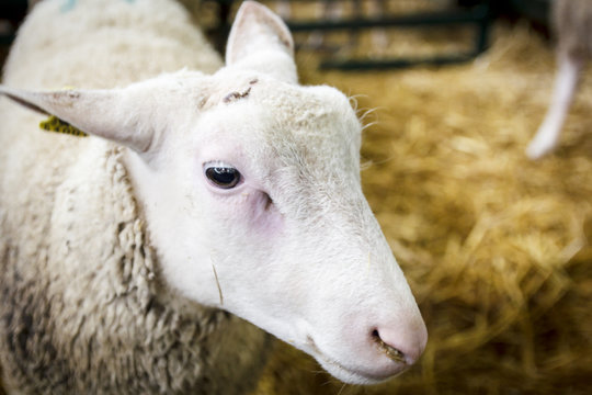 รูปภาพMerina – เลือกดูภาพถ่ายสต็อก เวกเตอร์ และวิดีโอ427 | Adobe Stock