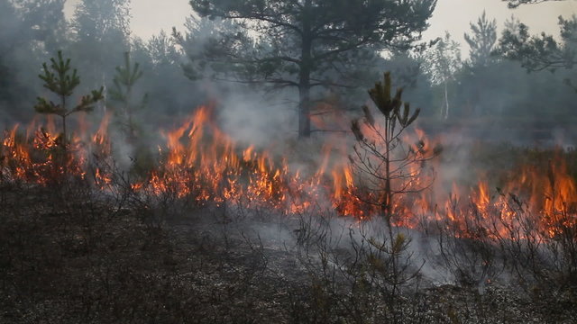 Backburning Imagens – Procure 6,315 fotos, vetores e vídeos | Adobe Stock