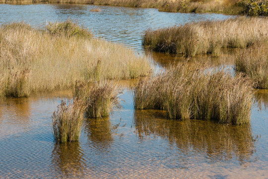 Obrázky Marshes – procházejte fotografie, vektory a videa 671,175 ...