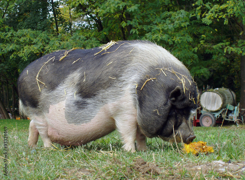 "Very fat pig eats its meal" Stock photo and royalty-free images on ...