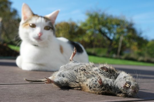 Immage Bilder – Durchsuchen 315 Archivfotos, Vektorgrafiken und Videos ...