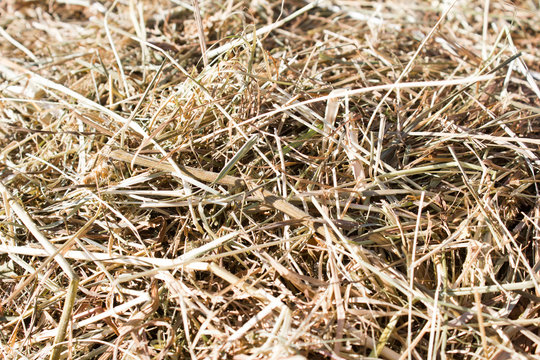 "Hay Background" Images – Browse 208 Stock Photos, Vectors, and Video ...