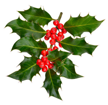 Houx Images – Browse 40 Stock Photos, Vectors, and Video | Adobe Stock