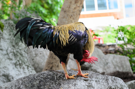"Chicken Fight" Imagens – Procure 330 fotos, vetores e vídeos | Adobe Stock