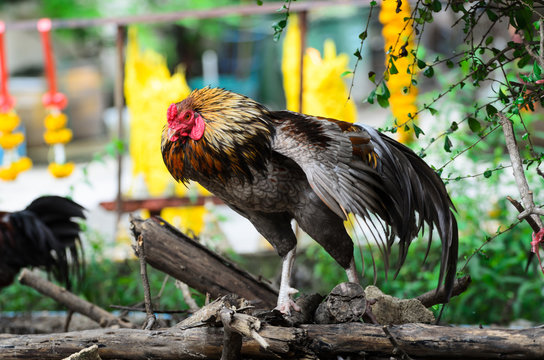 "Chicken Fight" Images – Browse 120 Stock Photos, Vectors, and Video ...