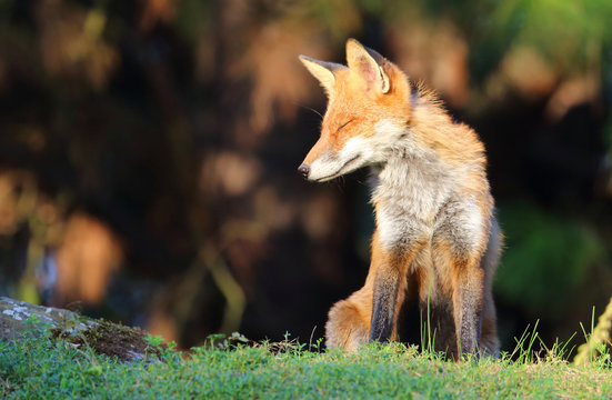 รูปภาพFuchs – เลือกดูภาพถ่ายสต็อก เวกเตอร์ และวิดีโอ17,381 | Adobe Stock