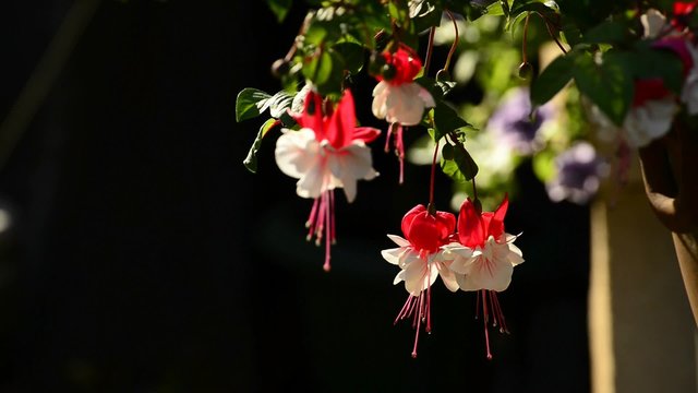 Fuchsien Images – Browse 380 Stock Photos, Vectors, and Video | Adobe Stock