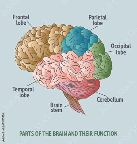 "Parts of the human brain" Stock image and royalty-free vector files on ...