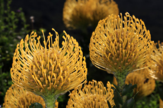 Yellow=Protea Images – Browse 3,063 Stock Photos, Vectors, and Video ...