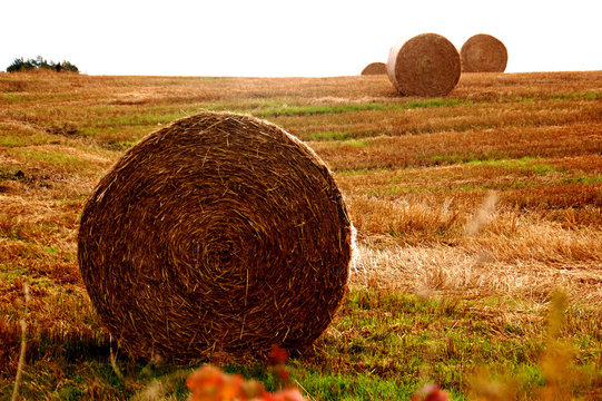 Hay-Ball Images – Browse 2 Stock Photos, Vectors, and Video | Adobe Stock