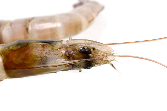 รูปภาพFenneropenaeus – เลือกดูภาพถ่ายสต็อก เวกเตอร์ และวิดีโอ127 ...