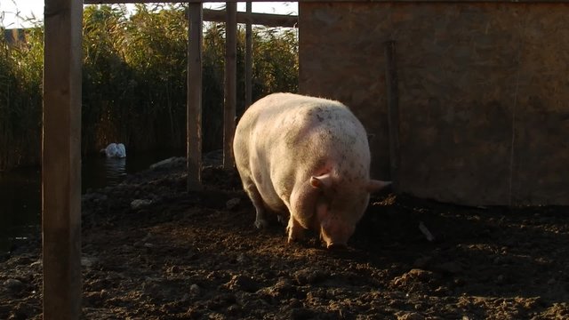 Hog Father Bilder – Durchsuchen 2,050 Archivfotos, Vektorgrafiken und ...