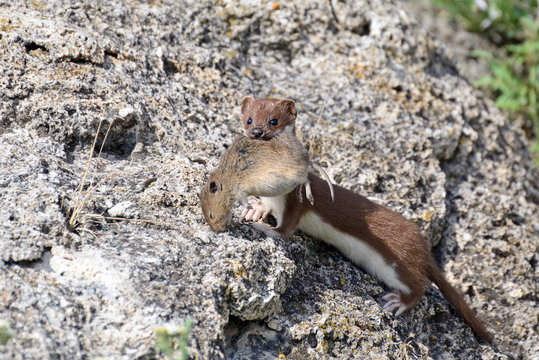 Wiesel-Bilder: Stock-Fotos & -Videos. | Adobe Stock