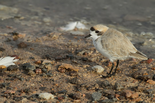 Alticola Images – Browse 35 Stock Photos, Vectors, and Video | Adobe Stock