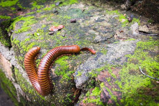 Millepede Images – Browse 10,677 Stock Photos, Vectors, and Video ...