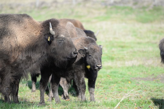 Wildrinder bilder – Bläddra bland 251 stockfoton, vektorer och videor ...